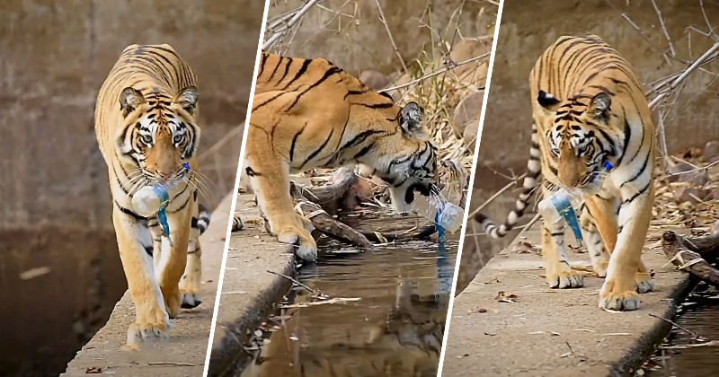 This Tiger’s Action Calls For Our Urgent Attention To Plastic Pollution