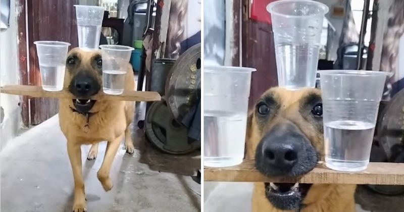 Video Of A Dog Balancing Three Glasses Of Water Goes Viral