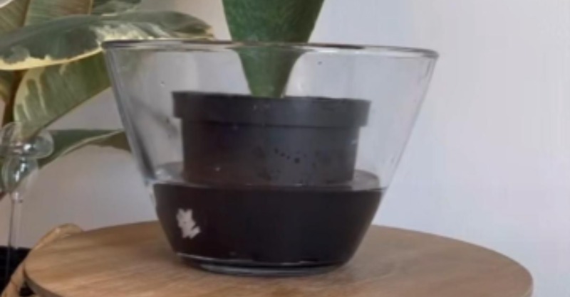 What Is Bottom Watering & 5 Benefits To Use This Technique