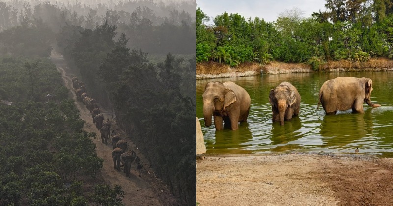 All You Need To Know About Anant's Dream 'Vantara' In Jamnagar