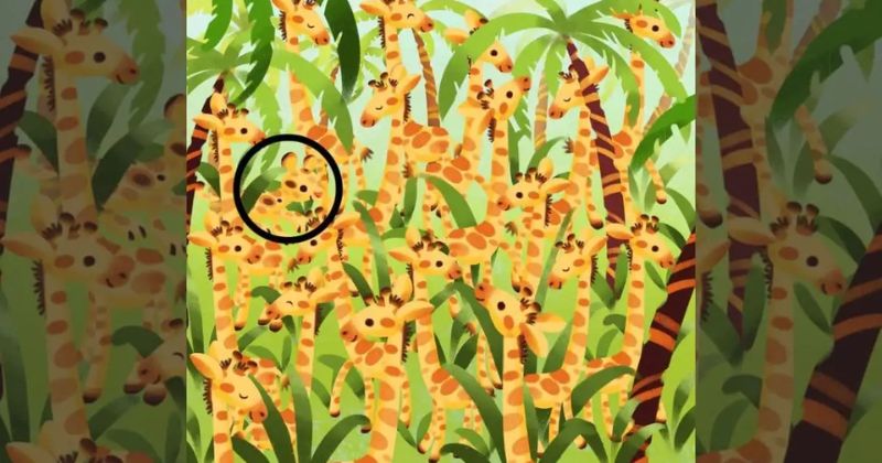 Optical Illusion: Spot The Hidden Leopard Among These Giraffes