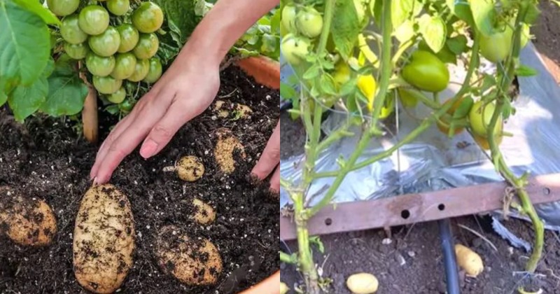 'Pomato': Farmer Grows Potato & Tomato In One Plant But Netizens Say ...