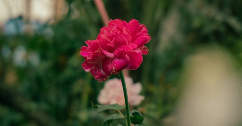 8 Easy Steps To Grow Rose Plant At Home