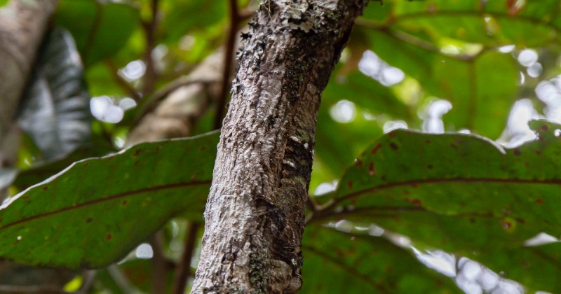 Optical Illusion: Spot The Gecko Hidden In The Tree Within 10 Seconds