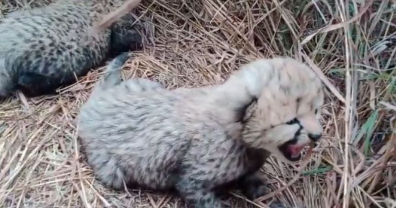 Namibian Cheetah Aasha Delivers Three Cubs, A Triumph For Project ...