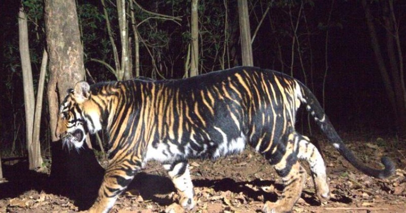 Want To See Black Tigers Of Odisha? You Will Soon Be Able To Take A Safari In Similipal