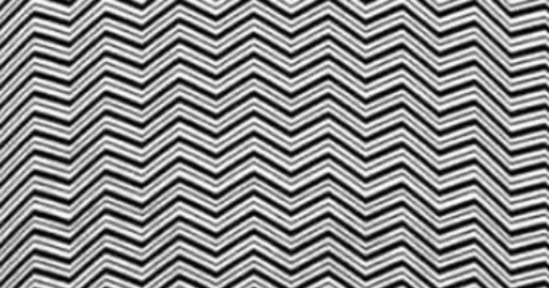 Find The Hidden Animal In This Zig Zag Line Optical Illusion