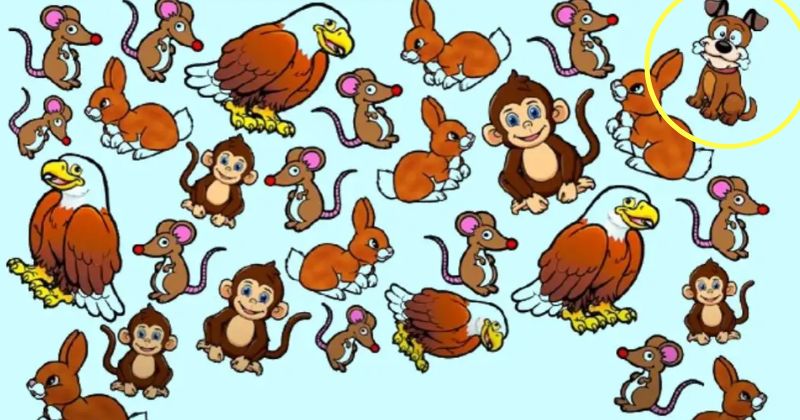 Optical Illusion Brain Teaser: Spot The Dog