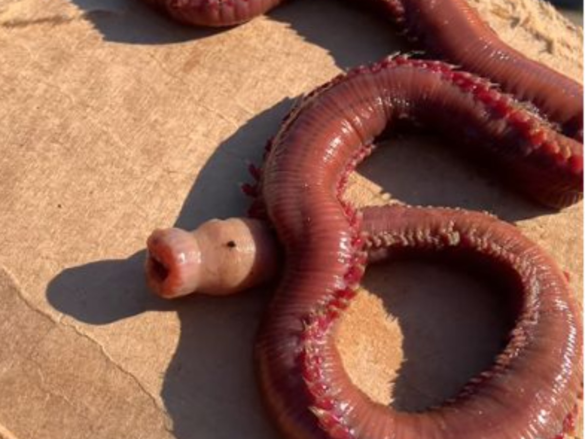 California Whale watchers stumble upon creepy 'blood worm'