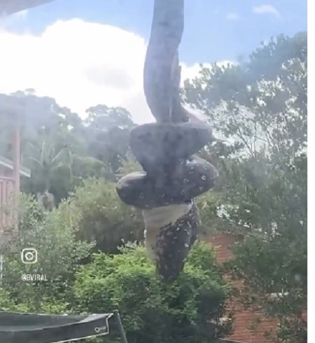 Viral Video: Massive Python Hangs Off Roof In Australia While Crushing ...