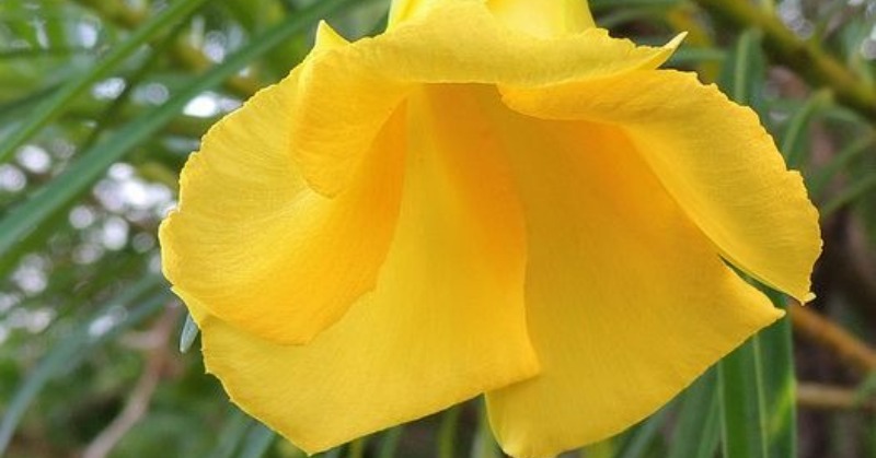 Sawan 2024 में भोलेनाथ को प्रसन्न करने के लिए, गमले में इन Easy Steps ...