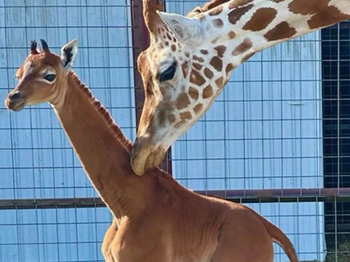 Pictures of Tennessee zoo's only spotless giraffe go viral