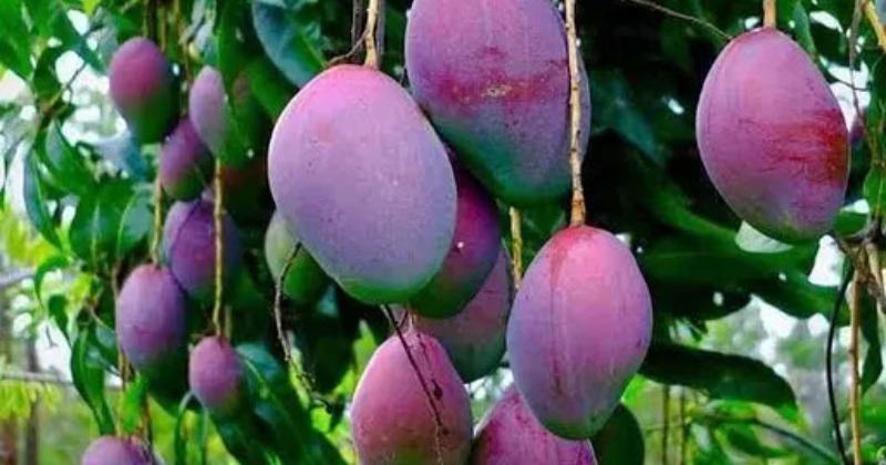 The Rs 3 Lakh Miyazaki mango: Discover its taste and why it’s so expensive