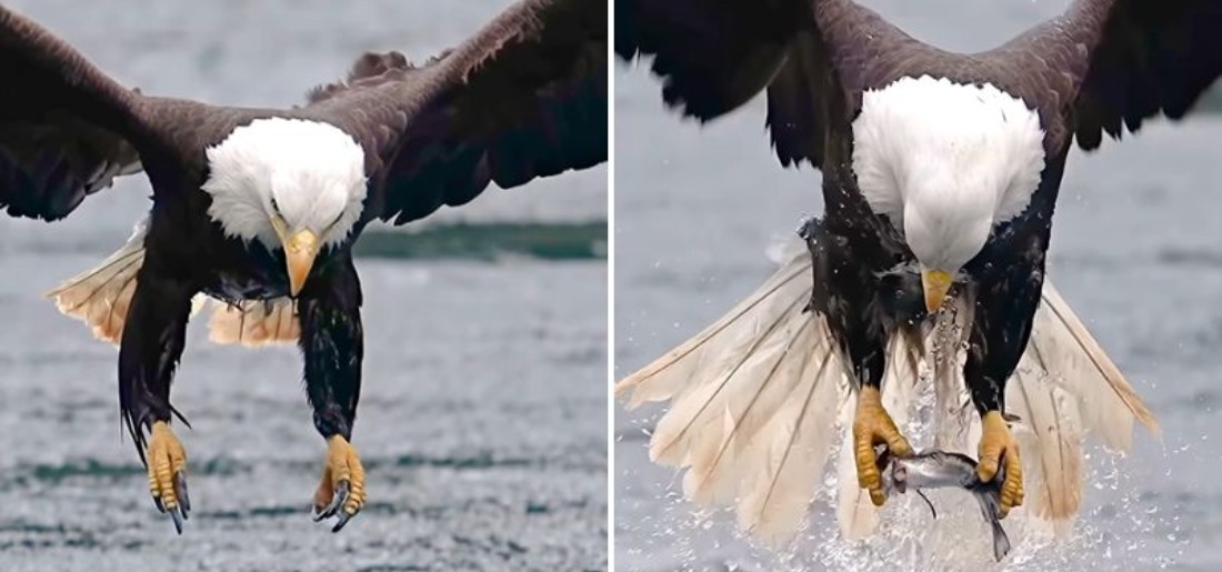 Animals: Latest News on Animals, Photos of Animals and Videos ...