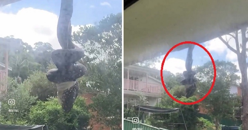 Viral Video: Massive Python Hangs Off Roof In Australia While Crushing ...