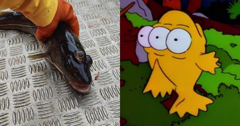 Fish with three eyes caught in Greenland and The Simpsons fans are ...