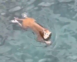 A Viral Video Shows A Monkey Swimming Like A Pro