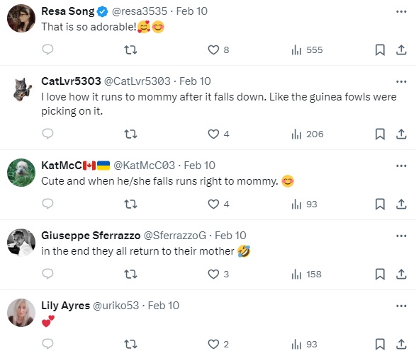 Video Of Elephant Baby Falling And Reuniting With Mother