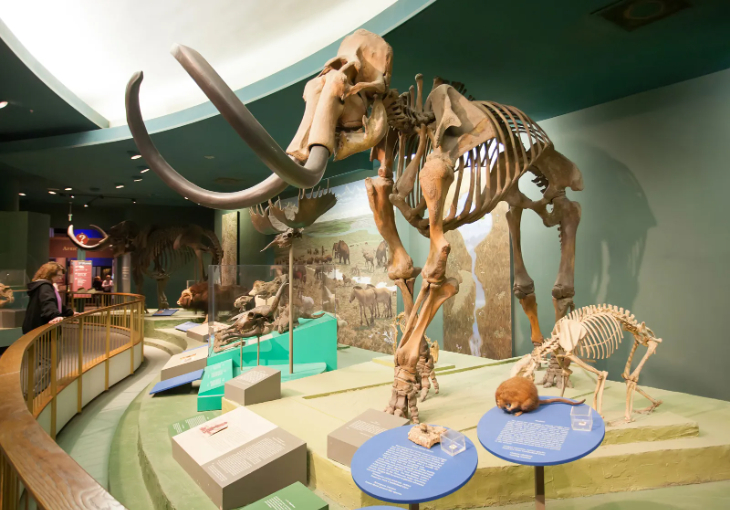 De-Extinction Of Woolly Mammoth Gets One Step Closer, Through Elephants