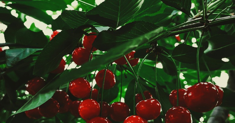 8 Easy Steps To Grow Cherry Plant At Home