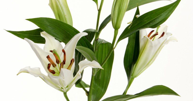 8 Easy Steps To Grow Lily Flower Plant At Home