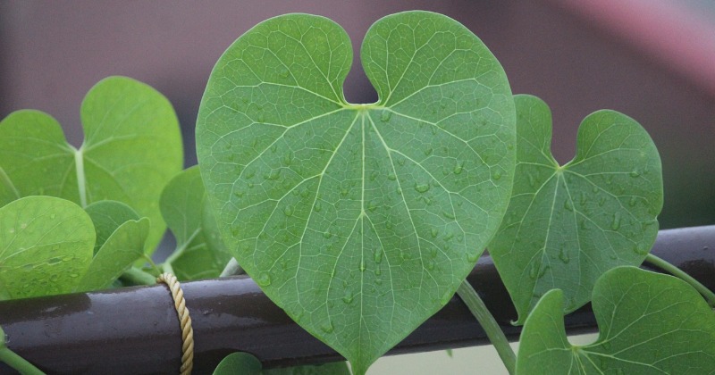 8 Easy Steps To Grow 'Giloy' Plant At Home