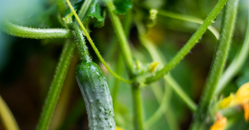 Step By Step Guide On How To Grow Cucumber Plant At Home