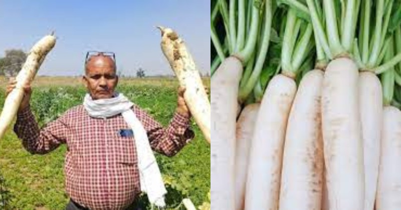 Humongous Radish Weighs 15 Kg & Becomes 'Local Sensation' Of Sorts With ...