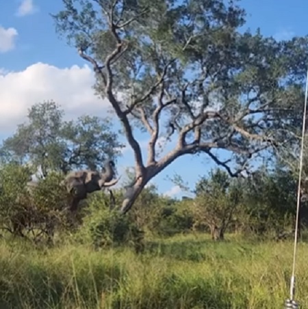 Elephant Easily Uproots Massive Tree With Its Trunk - Here's The Eye ...
