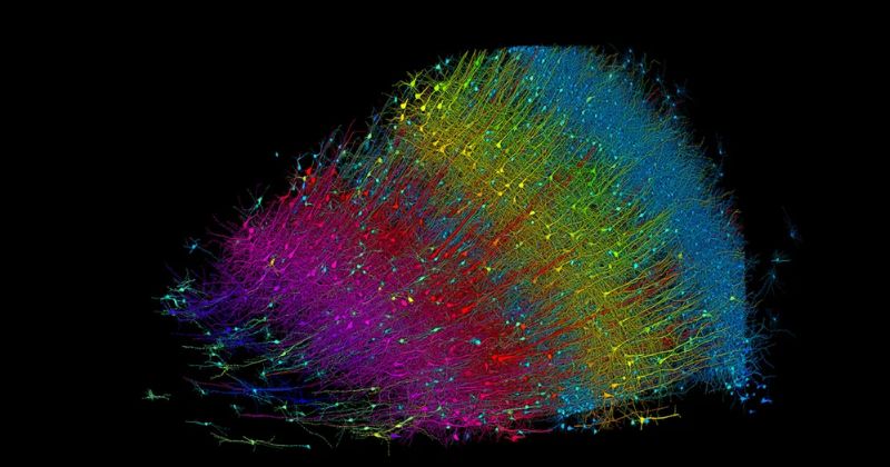 Most Detailed Map Of Human Brain Created By Harvard, Google Scientists