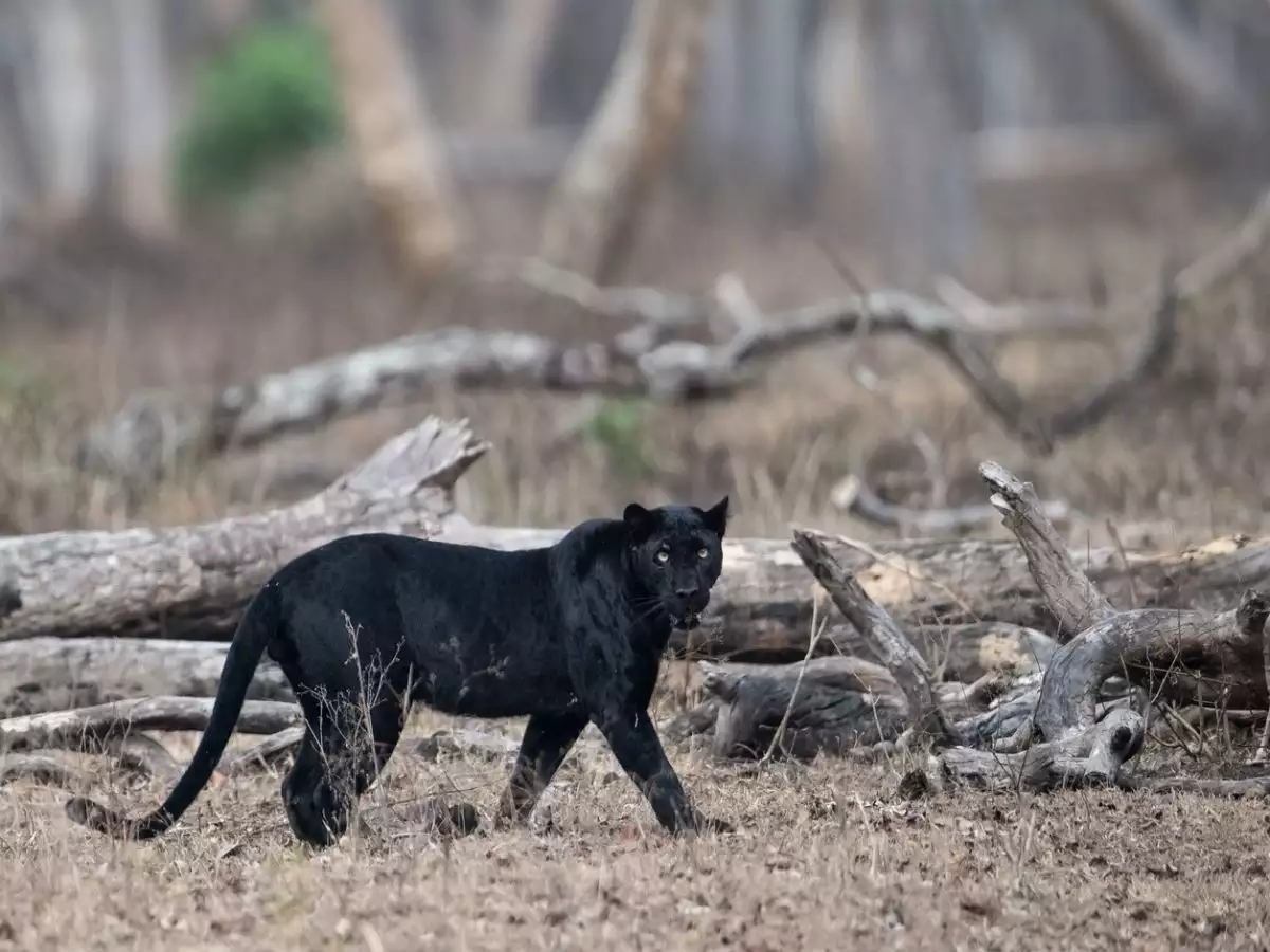 Meet Bagheera, 'Ghost of the Jungle,' In A Rare Sighting At Pench Tiger ...