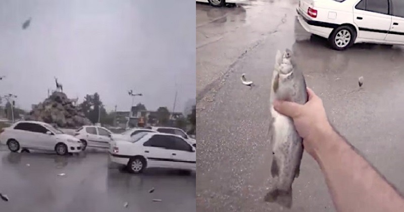 Viral Video Shows Fish Falling From The Sky In Iran