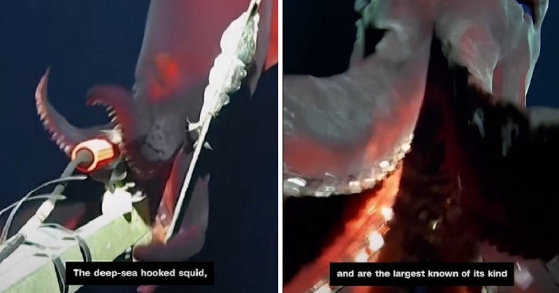 Hooked Squid Hooked Squids (Family Onychoteuthidae) · INaturalist