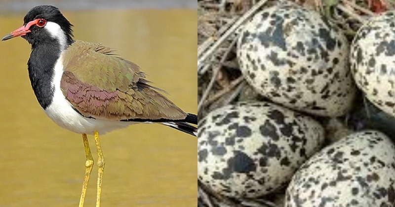 India Sizzles, Rajasthan Locals Seek Hope In Titahari Bird Eggs For ...