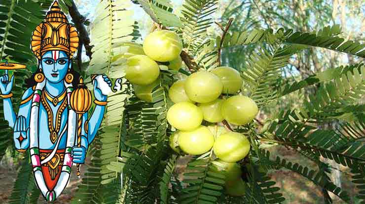 Akshay Navami 2024: नवंबर में किस दिन है अक्षय नवमी? आंवला नवमी की ...