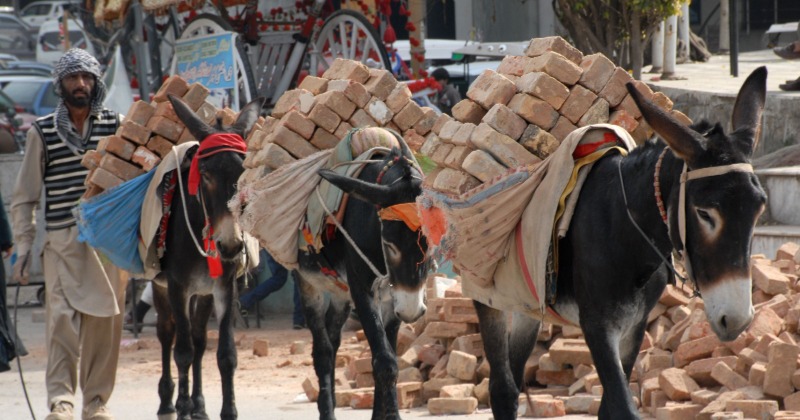 पाकिस्तान में मिल रहा है 3 लाख का एक गधा, ऐसी बढ़ी डिमांड आसमान छूने ...
