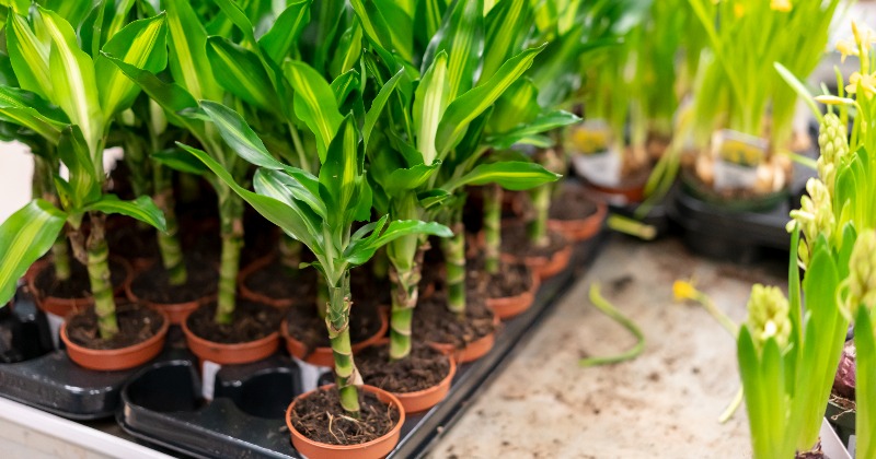 9 tips to grow a Brazilian Lucky Wood plant at home