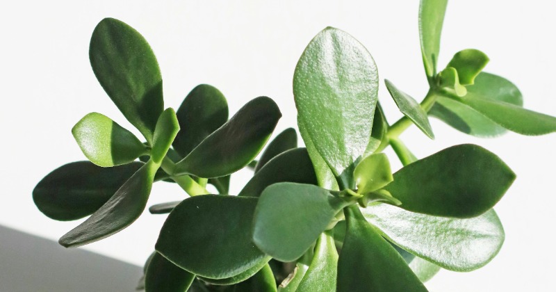 9 common mistakes to avoid when growing jade plants at home