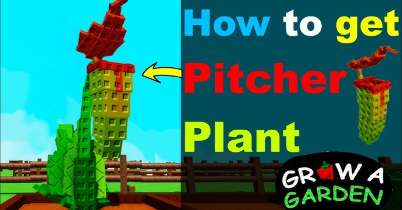 How to get pitcher plant in Grow a Garden Roblox: Check pitcher plant ...