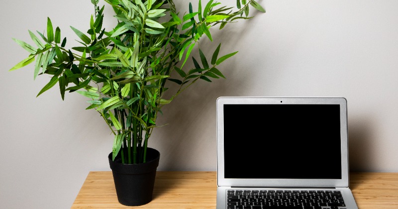 9 best office desk plants to boost productivity