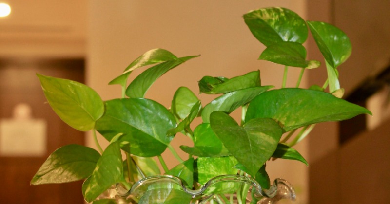 9 tips to take care of Golden Pothos plant at home