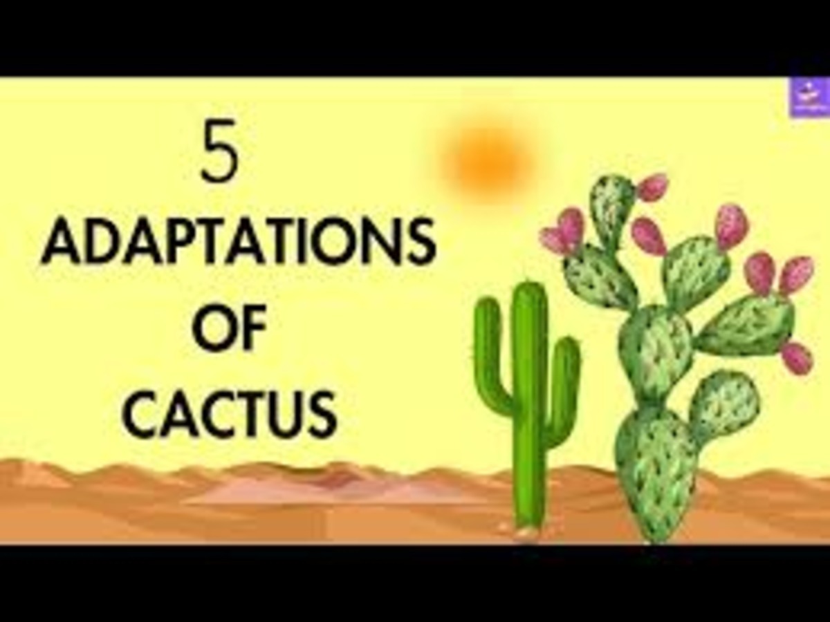 Megabonk best Thorns build guide: Complete the Cactus quest fast