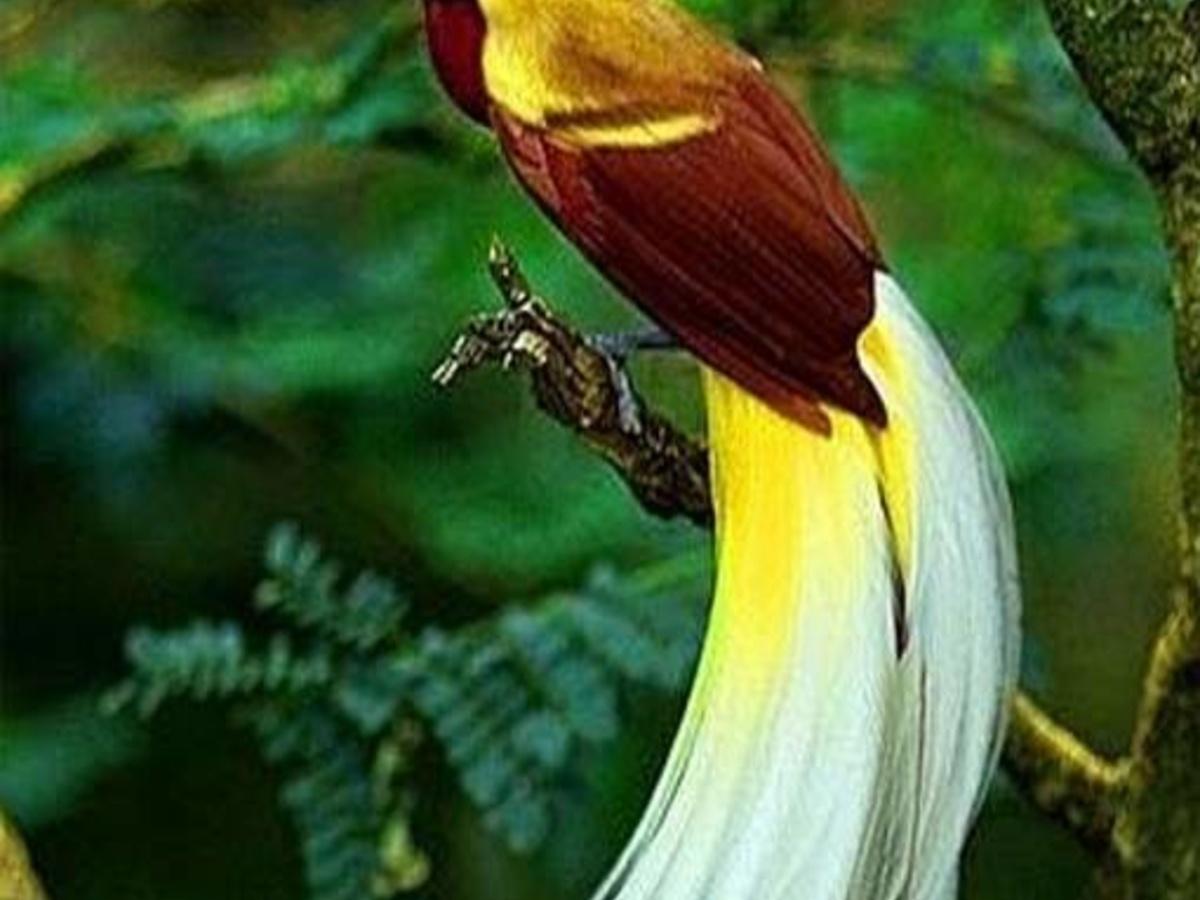 Bird Of Paradise Animal