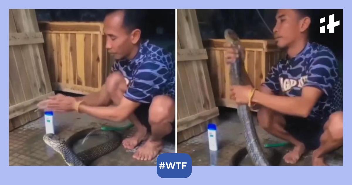 Viral video: Man bathes snake with shampoo