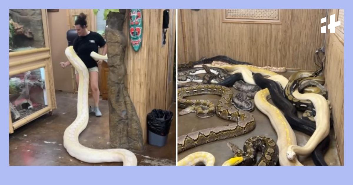 Viral video: Woman carries a Python wrapped around her body