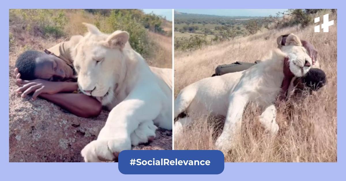 Man cuddles with a lioness in the most adorable way