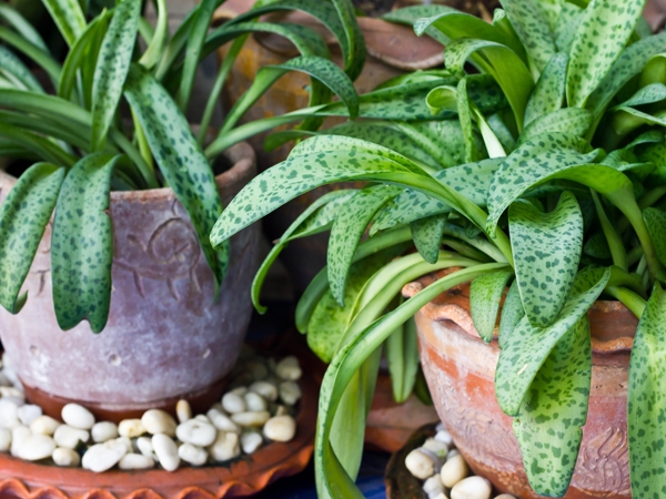 Growing Your Own Fresh Air | Healthy Living