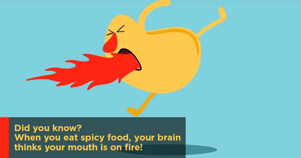 This Funny Animation Explains Why Some People Like Spicy Food While ...