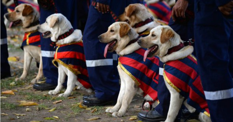 Presenting Delhi Police's Latest Weapon - The Adorable But Very Lethal ...