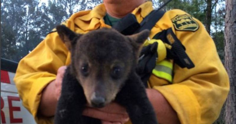 Meet Smokey Junior - The Bear Cub Who Survived A Forest Fire In Florida